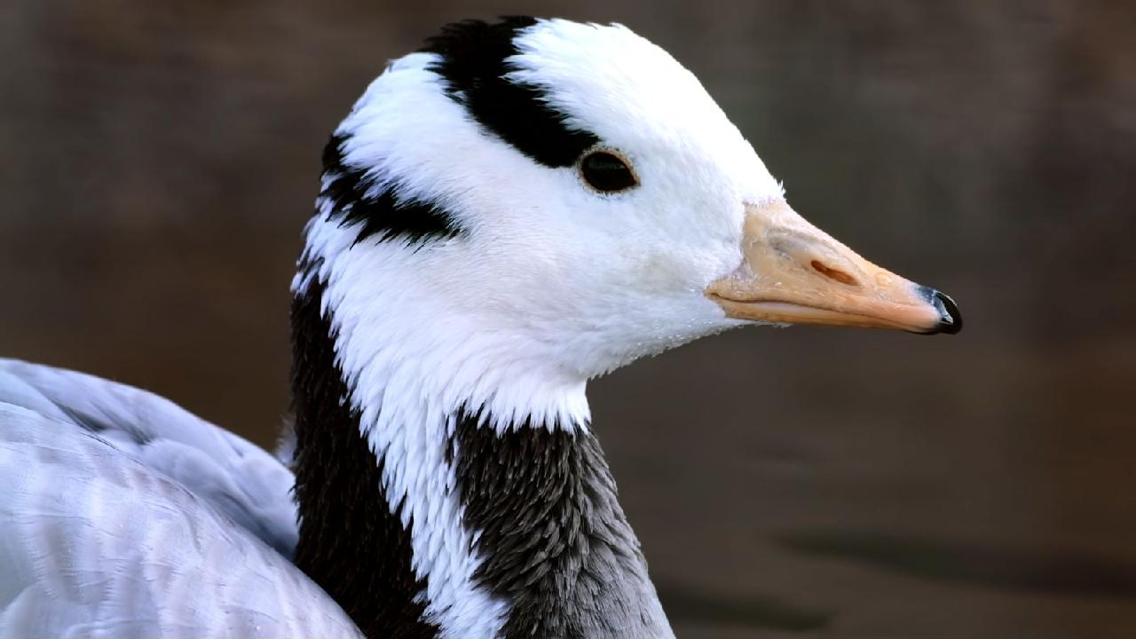 Wild Yellow River Series | Episode 5: Bar-headed goose - CGTN