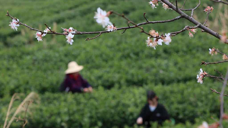 Spring in central China begins with vital sprouting tea fields - CGTN