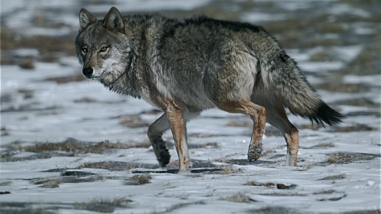Snowy Western Sichuan Series | Episode 1: Solitary Wolf - CGTN