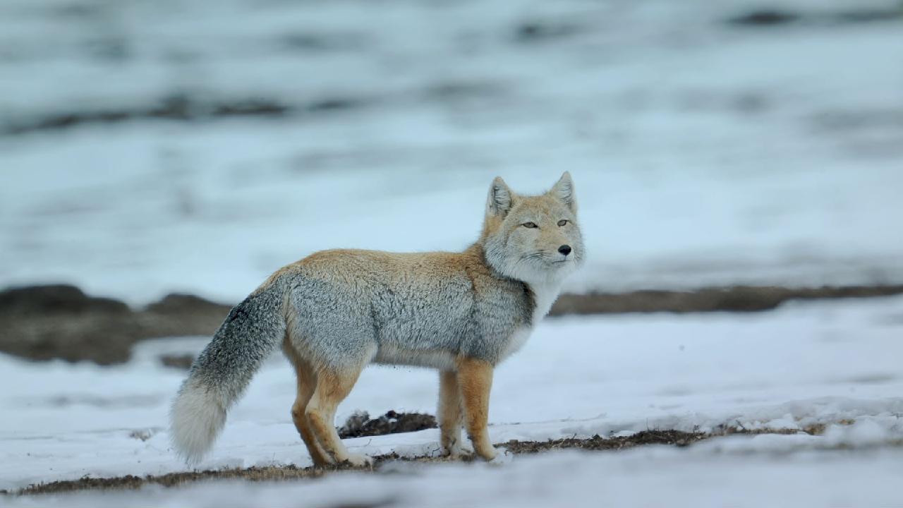 Snowy Western Sichuan Series | Episode 3: White-Headed Fox - CGTN