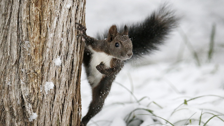 Squirrels trained to search for drugs - CGTN