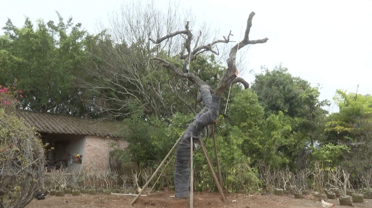 Century-old tree in S China safely relocated to botanical garden - CGTN