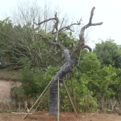 Century-old tree in S China safely relocated to botanical garden - CGTN