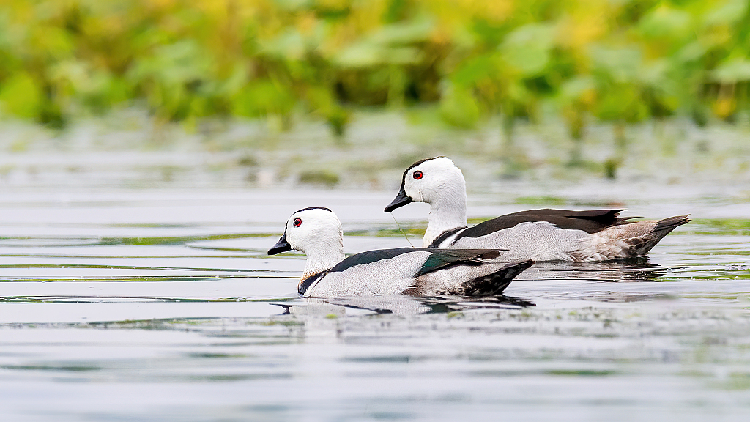 World's smallest duck spotted foraging in southern China wetland park ...
