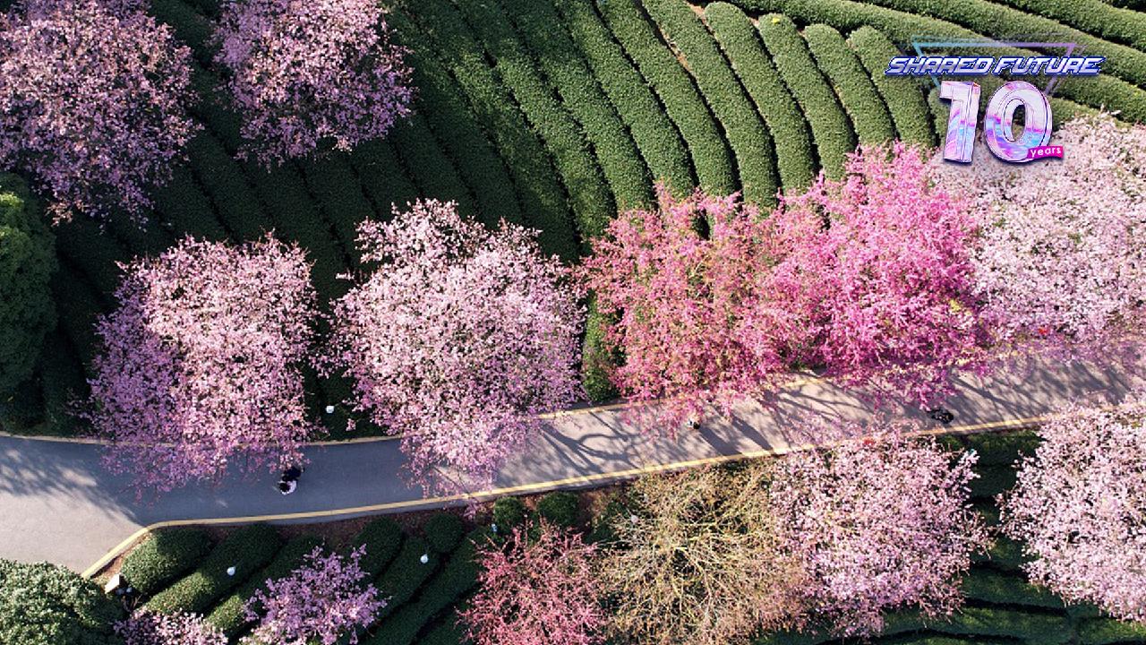 Live: Enjoy the romantic journey of cherry blossoms in Yongfu, Fujian - CGTN