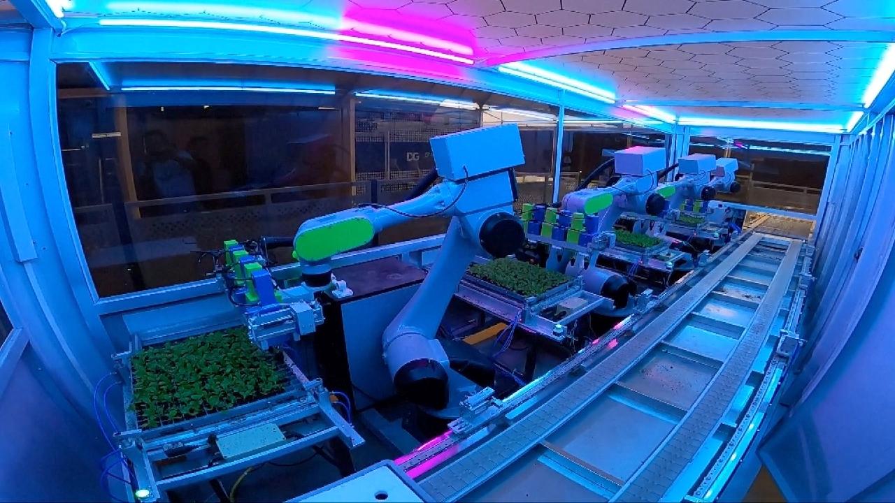 Shanghai agricultural engineer revolutionizes vegetable cultivation - CGTN