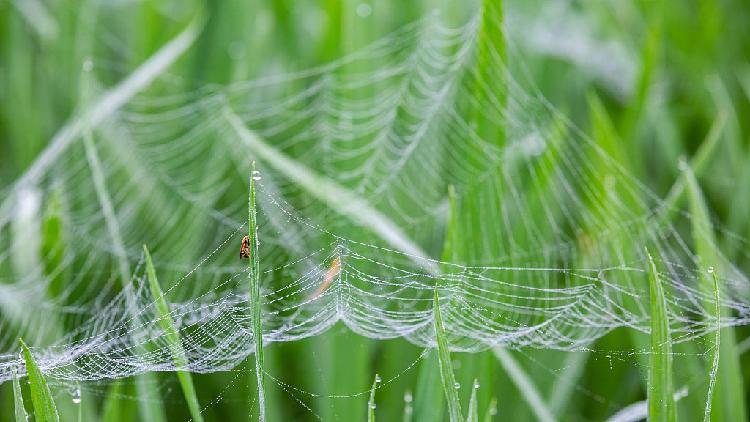 Chinese study reveals spinning mechanism of spider dragline silk - CGTN