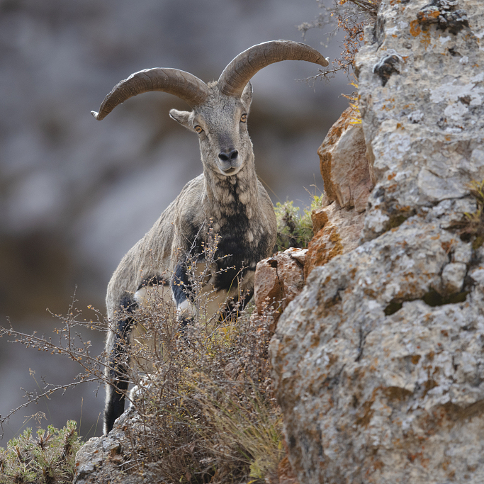 Himalayan Blue Sheep