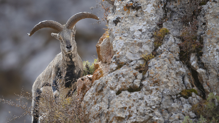 Footage of blue sheep flock foraging on cliffs captured in NW China - CGTN
