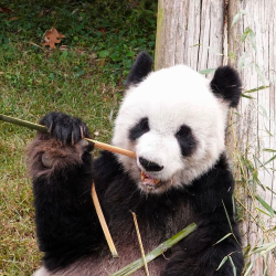 Heart disease may be cause of giant panda Le Le's death at Memphis Zoo ...