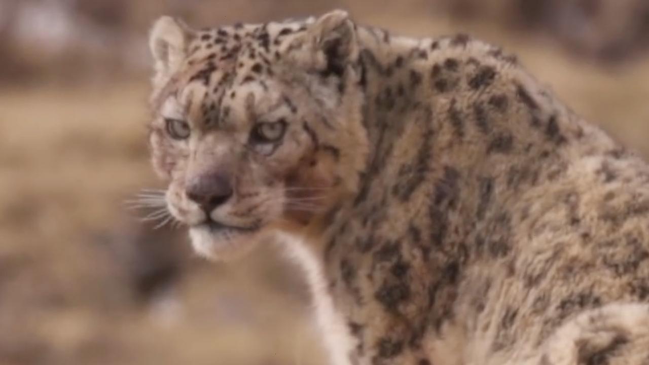4k video: 'King of snow mountains' – snow leopard - CGTN