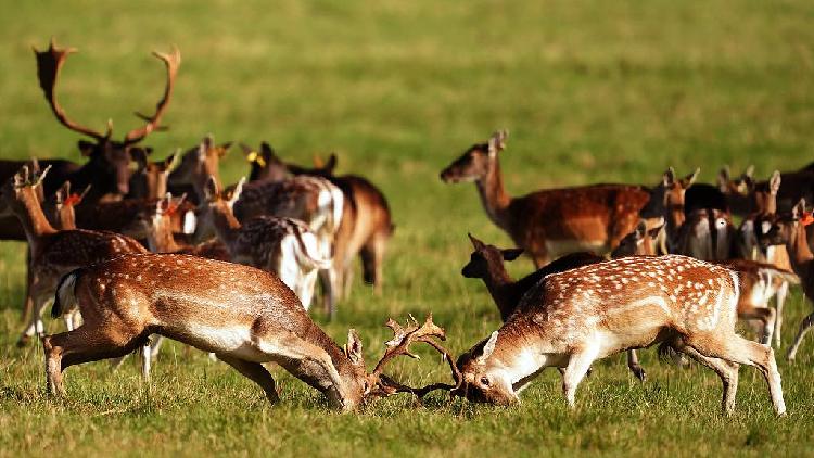 Deer antler regrowth may hold key to human bone renewal: study - CGTN