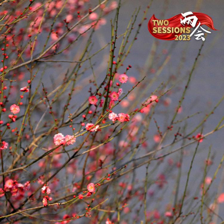 Live: Shuyang County, the 'town of flowers' in E China - CGTN