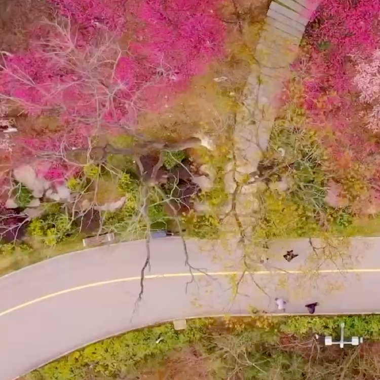 Vibrant spring flowers embellish C China's Hunan - CGTN