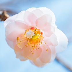 China in Bloom: Discover plum blossoms in spring - CGTN