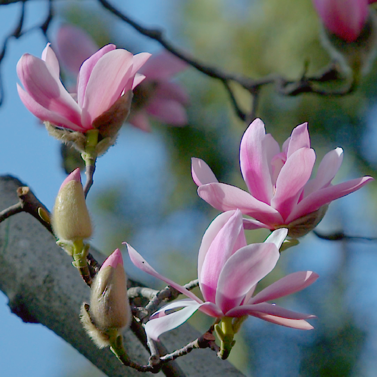 Live: Over 400-year-old flower blooms in NW China - CGTN
