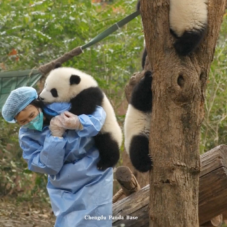 Naughty panda cubs ditching tree-climbing lesson to torment breeder - CGTN