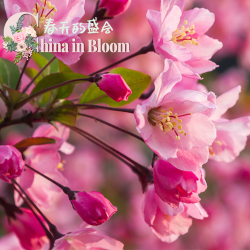 'China in Bloom': What are haitang flowers? - CGTN