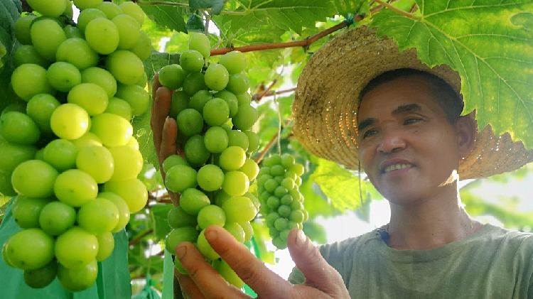 China strives for better rural living in its modernization drive - CGTN