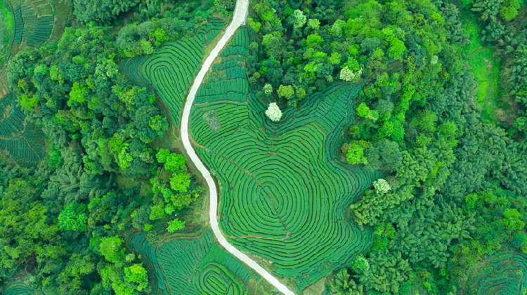 China makes remarkable progress in greening environment - CGTN