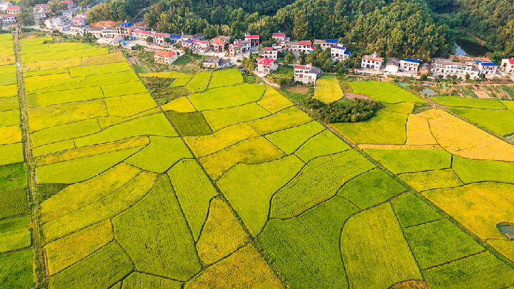 China will firmly hold the arable land 'red line' to ensure food ...