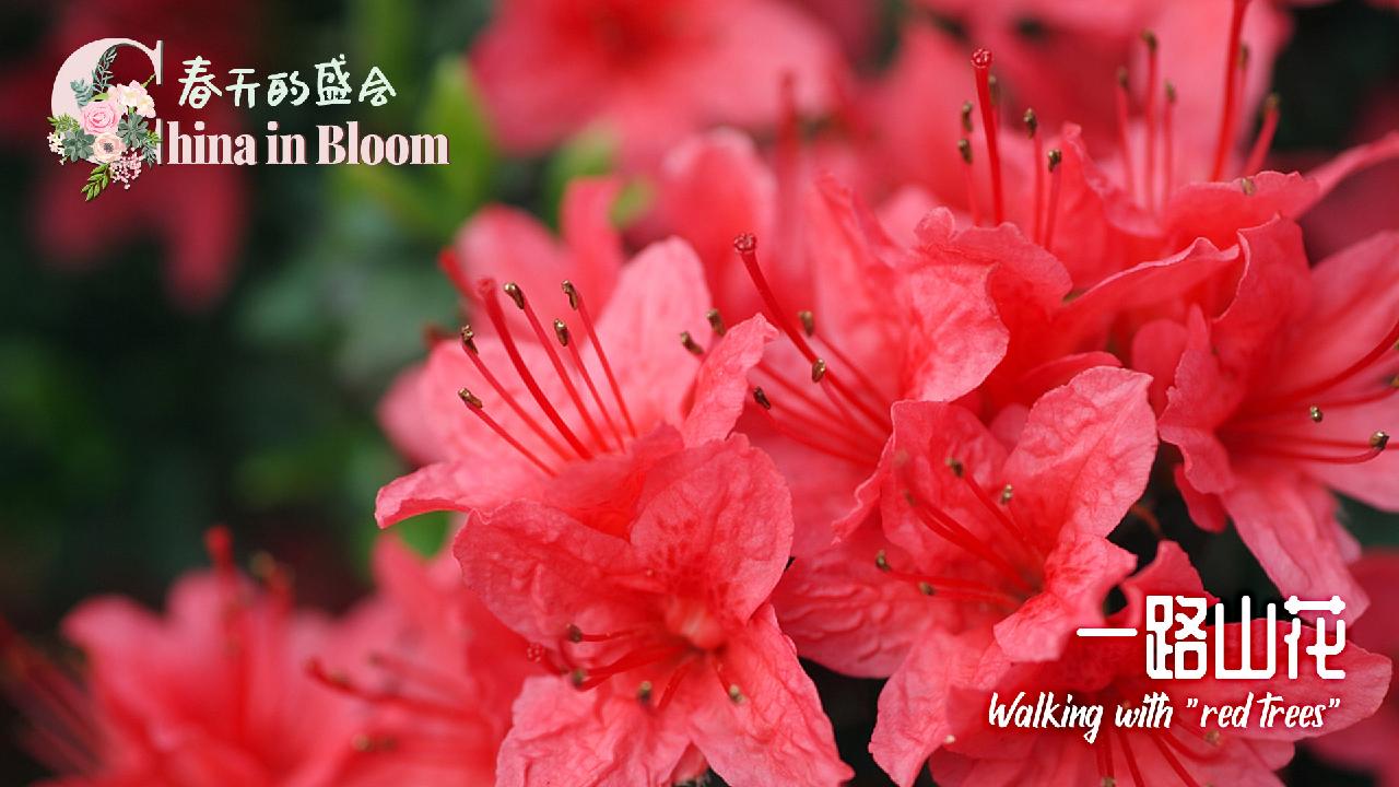 China in Bloom: Walking with 'red trees' - CGTN