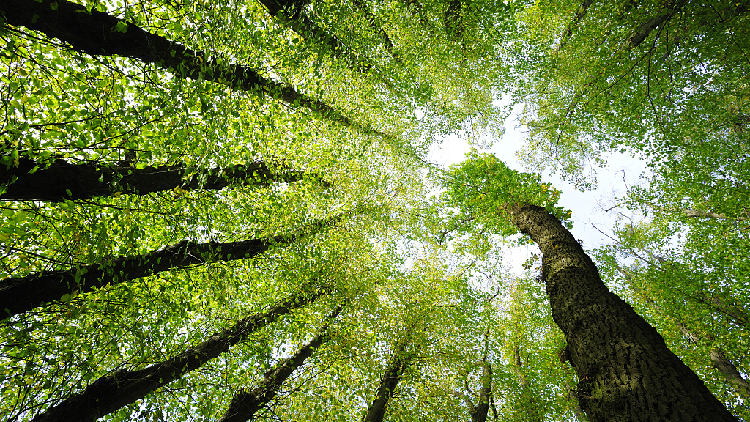 China's forest area grows by over 22m hectares in past decade: report ...