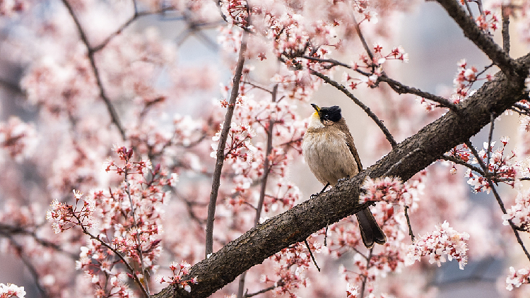 Brown-breasted bulbul pecks at flowers in spring breeze - CGTN