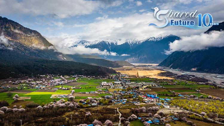 Live: Enjoy Nyingchi peach blossoms in southwest China's Tibet - CGTN