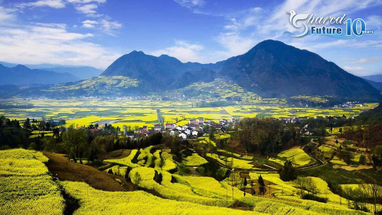 Live: Enjoy the stunning view of canola flower fields - CGTN