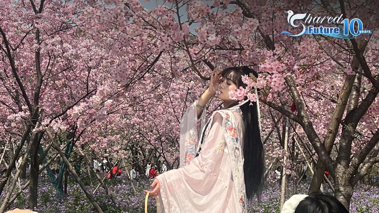 Live: Soaking in cherry blossoms in central China's Wuhan - CGTN