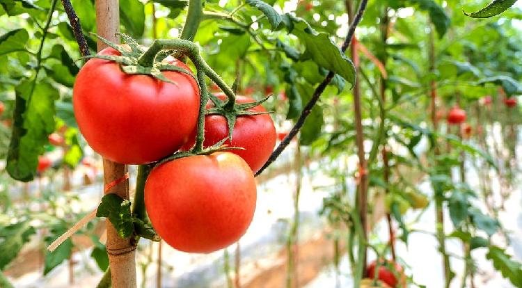 From wild plants to crowd-pleasing fruits - CGTN