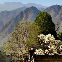 Live: Yulan magnolias herald spring in ancient temple in NW China - CGTN