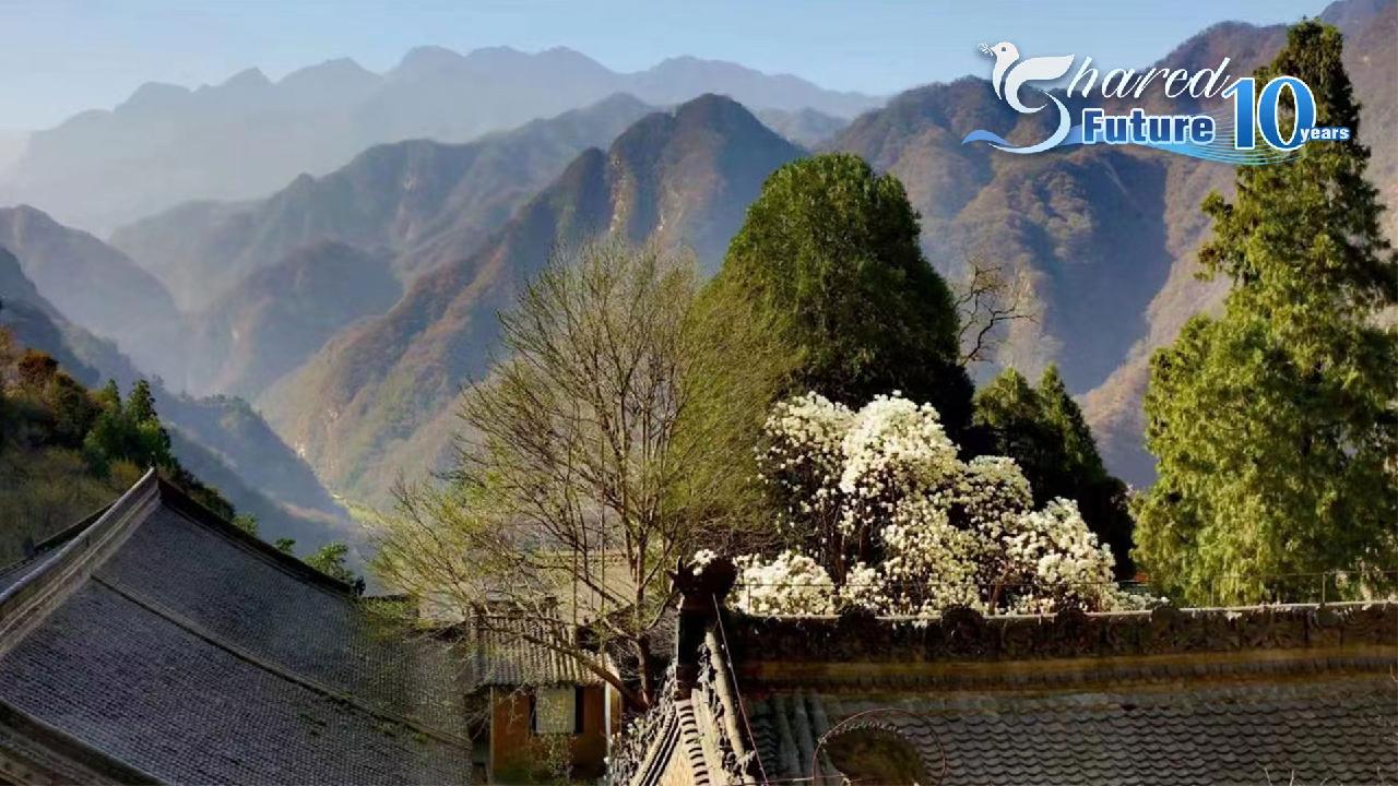 Live: Yulan magnolias herald spring in ancient temple in NW China - CGTN