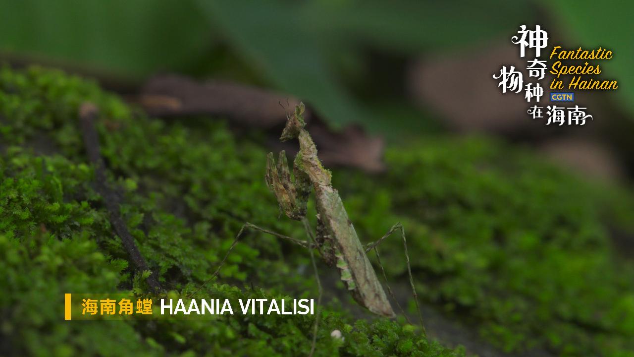 Fantastic Species in Hainan: The Haania vitalisi - CGTN