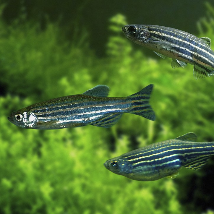 A fish can sense another's fear, study shows - CGTN