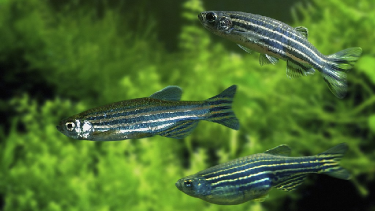 A fish can sense another's fear, study shows - CGTN