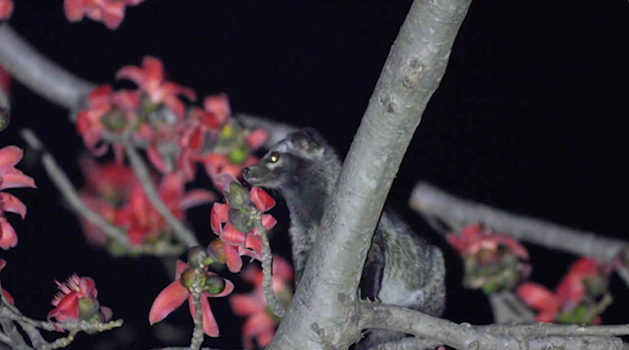 'Flower chaser' Asian palm civet spotted in SW China - CGTN