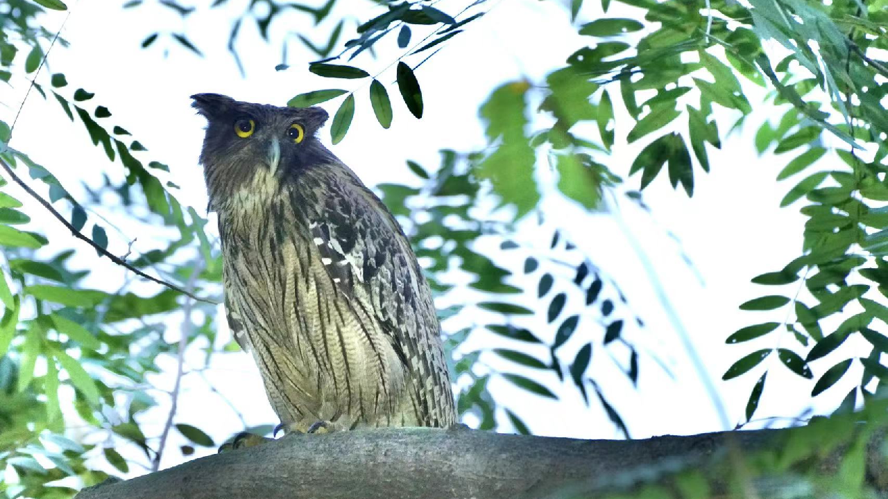 Birdwatcher captures brown fish owls on camera in Shenzhen - CGTN