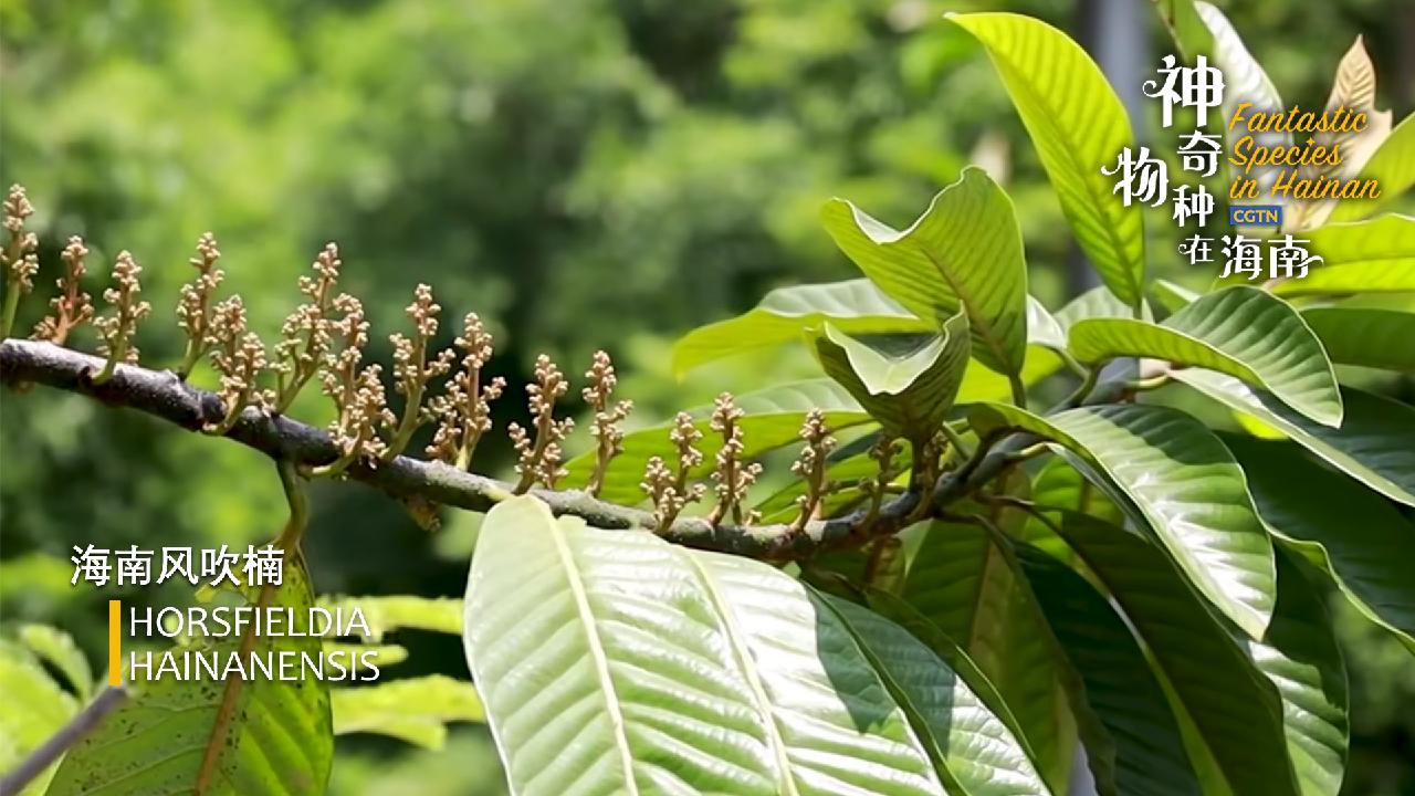 Fantastic Species in Hainan: More efforts needed to save the 'blood ...