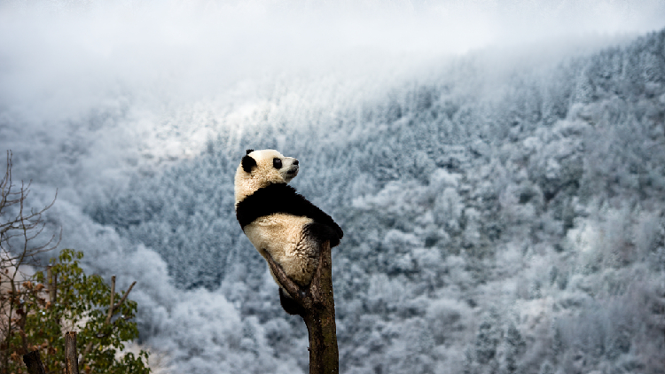 Wild giant pandas frequently captured by cameras in SW China's Sichuan ...