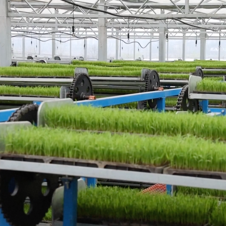 Smart technologies help facilitate spring farming across China - CGTN