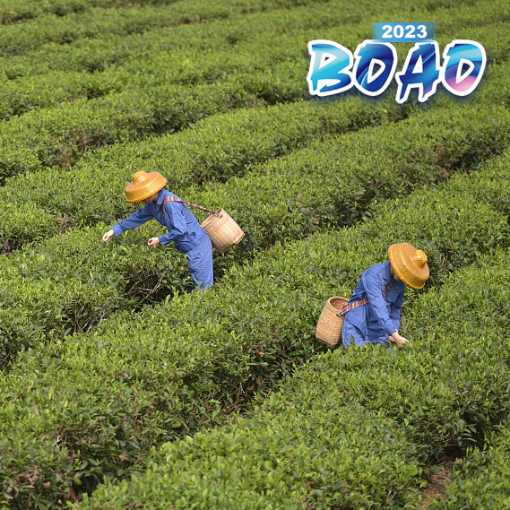 Live: Explore Baisha Natural Tea Garden Town in S China's Hainan - CGTN