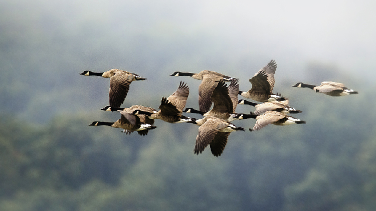 Eagle-eyed AI technology enhances bird observation along Yellow River ...