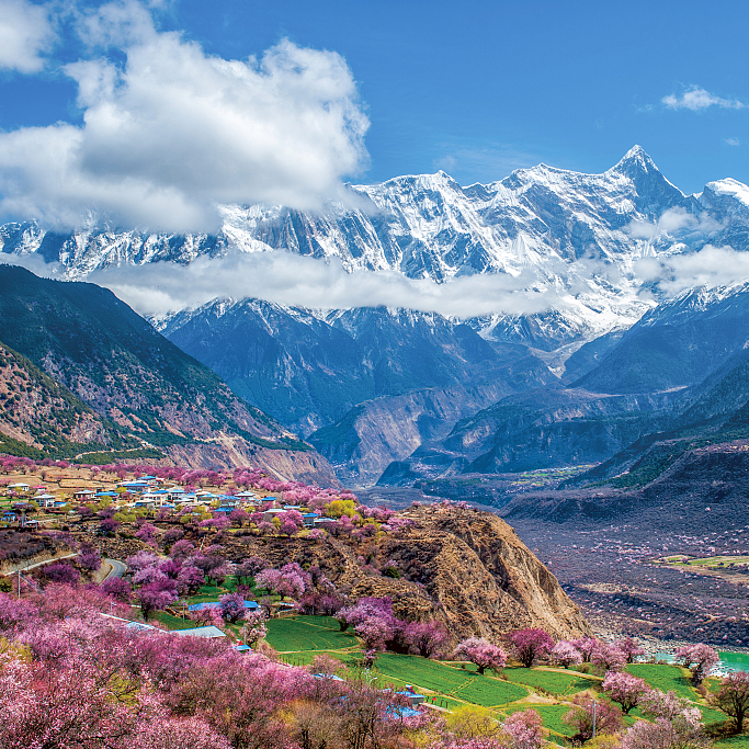 Live: Enjoy Nyingchi peach blossoms in southwest China's Tibet - CGTN