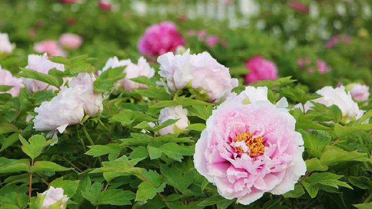 Live: Enjoy blooming peonies in Heze City - CGTN