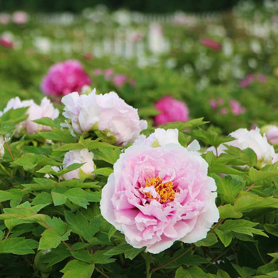 Live: Enjoy blooming peonies in Heze City - CGTN