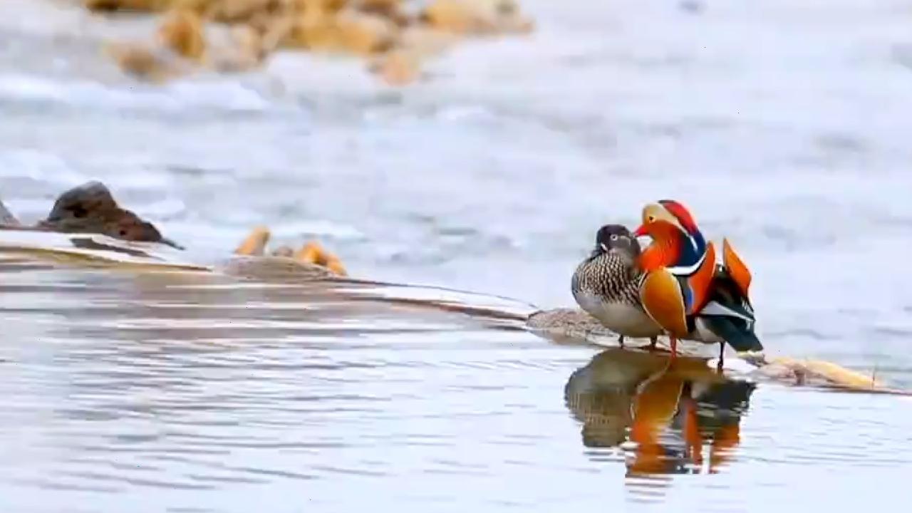 Cartoonlike mandarin ducks play in a river - CGTN
