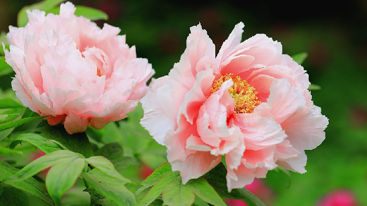 Heze Peony Festival: A flower-wrapped summit and cultural bonanza - CGTN
