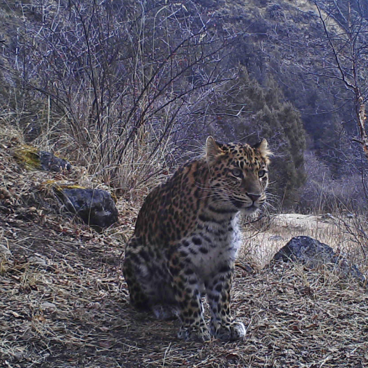 Leopards surveyed and monitored in NW China - CGTN